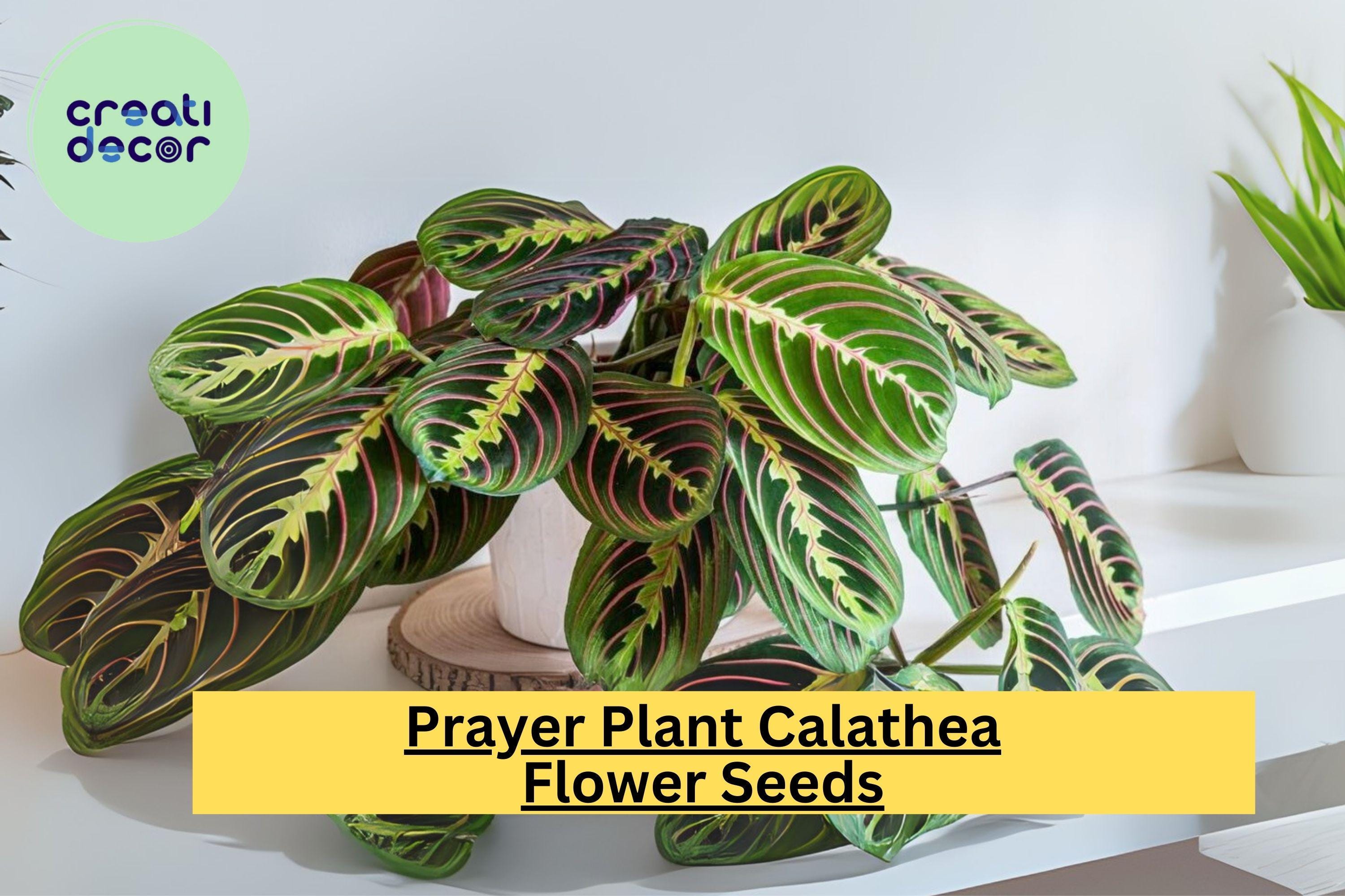 25+ Prayer Calathea Seeds - Exotic Tropical Houseplant - Stunning ...