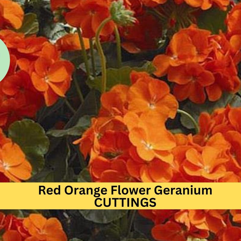 Hardy Geranium - Etsy