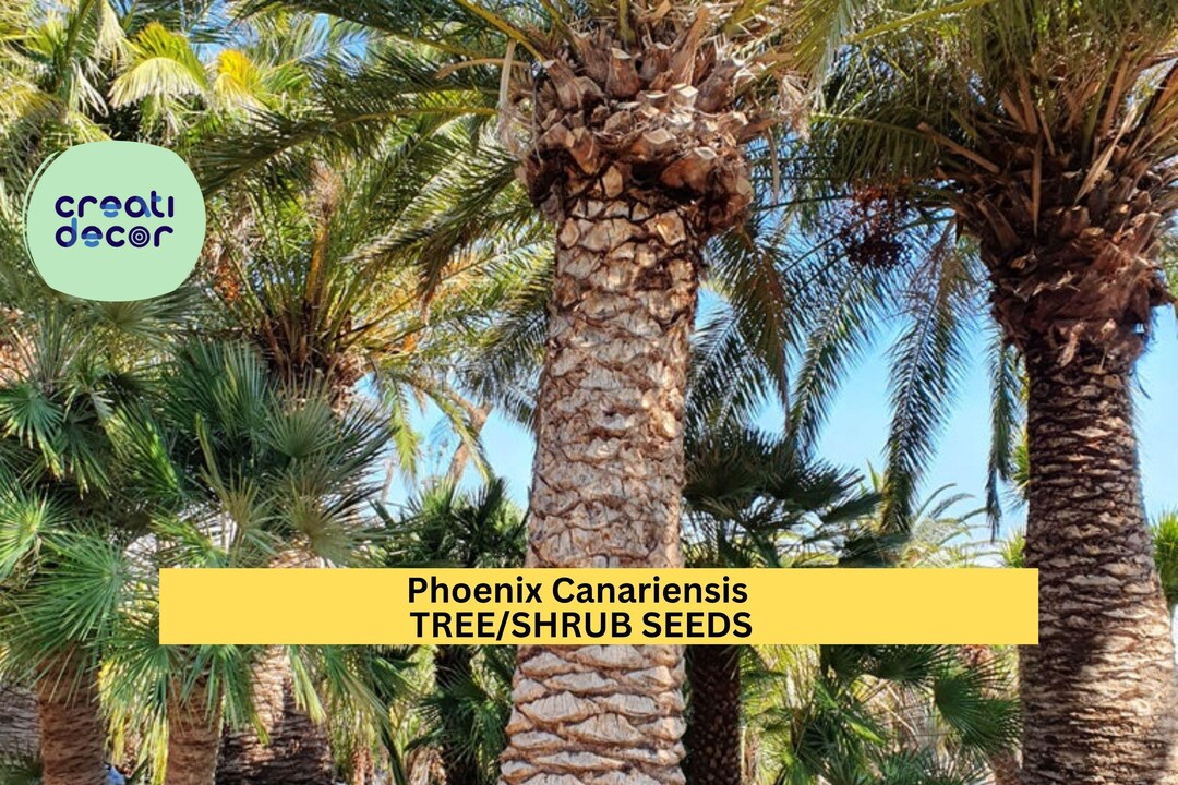 3pcs of 10seeds Phoenix Canariensis – Canary Island Date Palm Seeds for ...