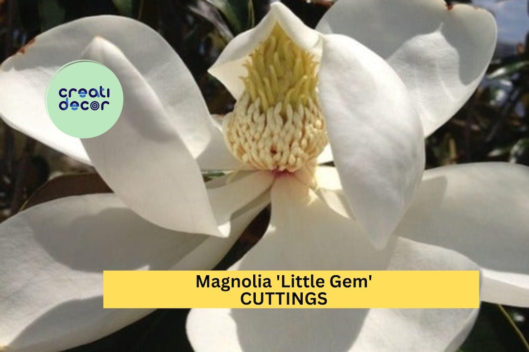 Super Rare Magnolia 'little Gem' Cuttings (3) | Compact Evergreen Tree ...