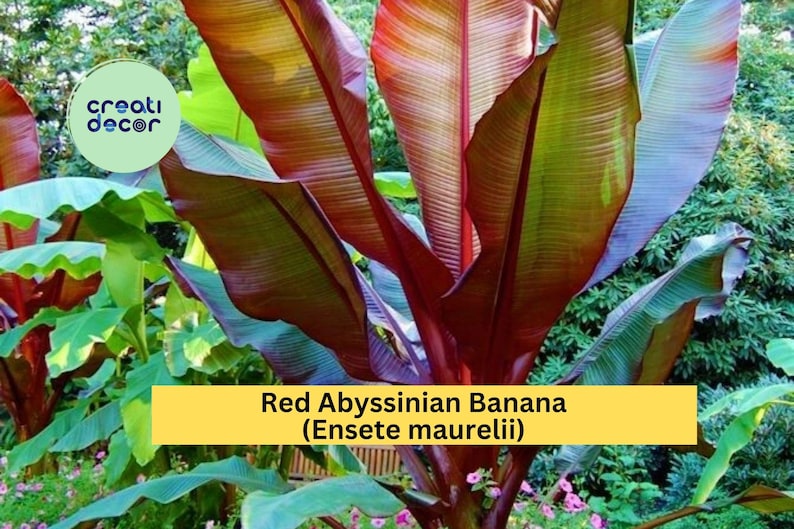 Red Abyssinian Banana Plant | Ensete Maurelii Live Starter | Ornamental ...