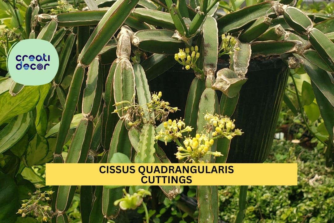 4 Veldt Grape Cuttings | Cissus Quadrangularis 12" Starter | Cucumber ...