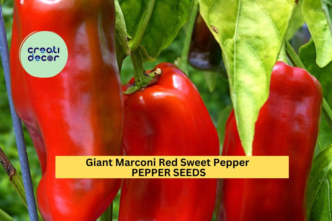 3pcs of 250mg Giant Marconi Red Sweet Pepper Seeds – Large, Sweet ...
