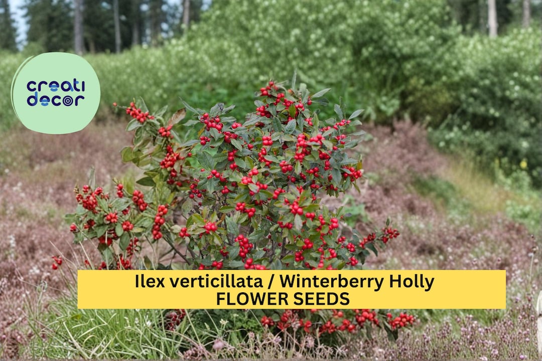 Ilex Rotunda Seeds Kurogane Holly Round Leaf Holly 25 Count Evergreen ...
