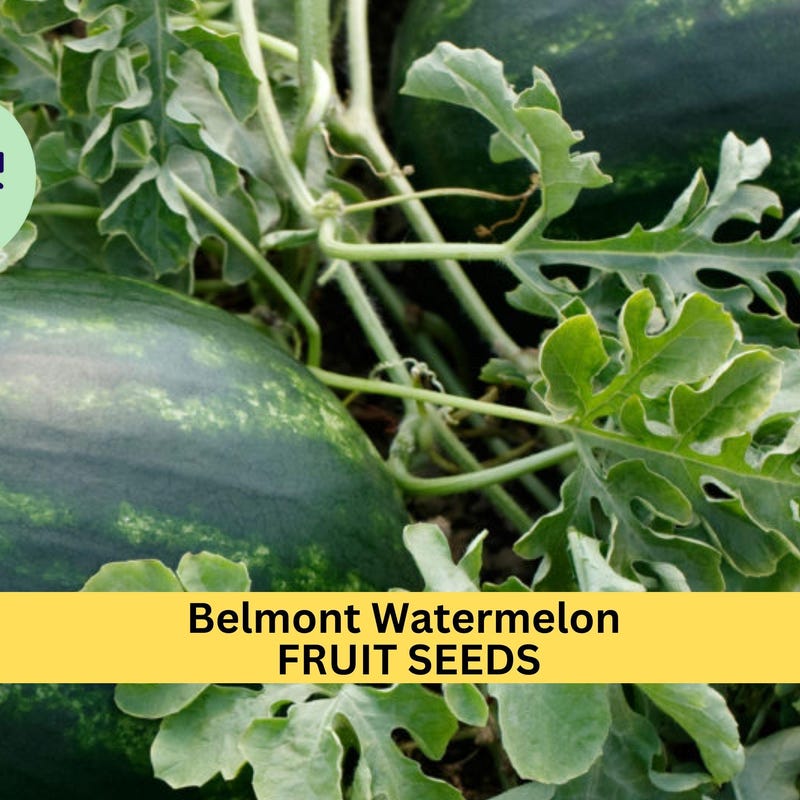 Belmont Gardens - Etsy