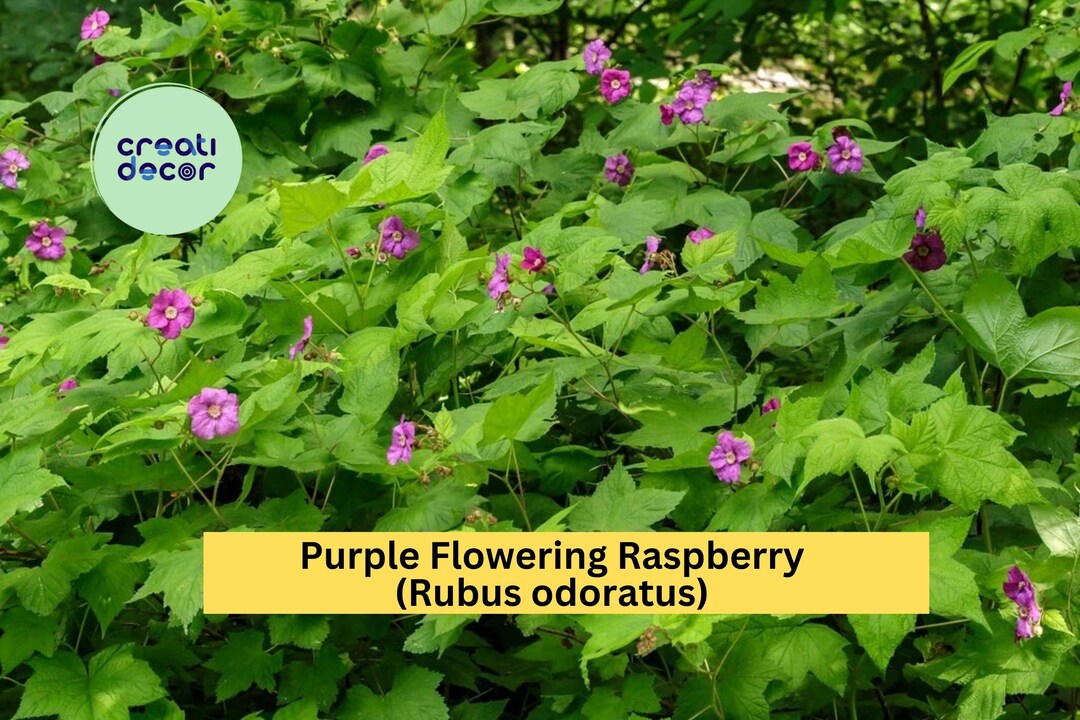 Purple Flowering Raspberry – Rubus Odoratus Live Thornless Starter ...