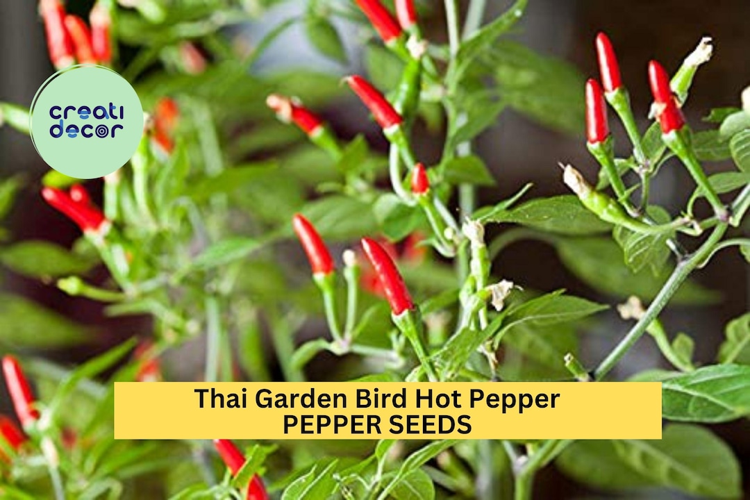 Thai Garden Bird Hot Pepper Seeds – 250mg for Planting, Heirloom ...
