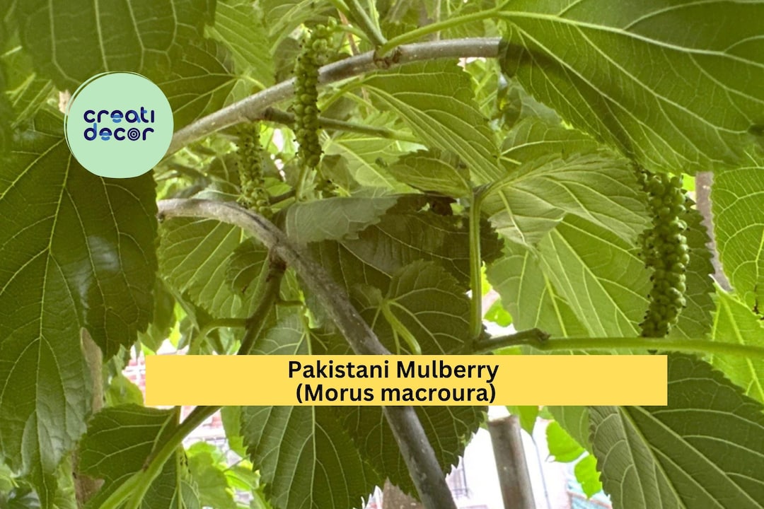 Pakistani Mulberry Tree | Live Rooted Cutting | Morus Macroura Fruit ...