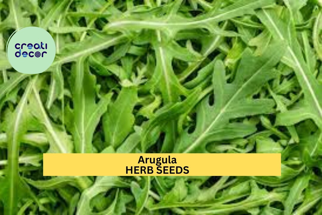 Arugula Seeds – 1g for Planting, Heirloom Variety, Fast Growing ...