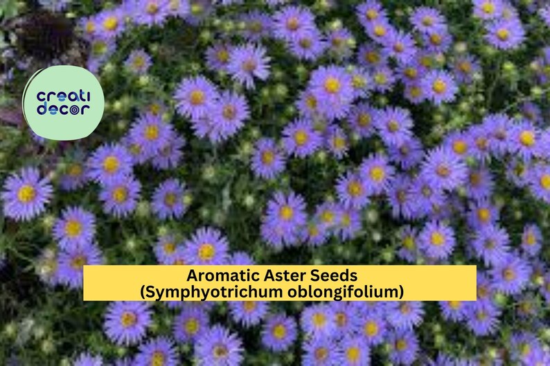 Aromatic Aster Seeds (symphyotrichum Oblongifolium) – 100 Seeds ...