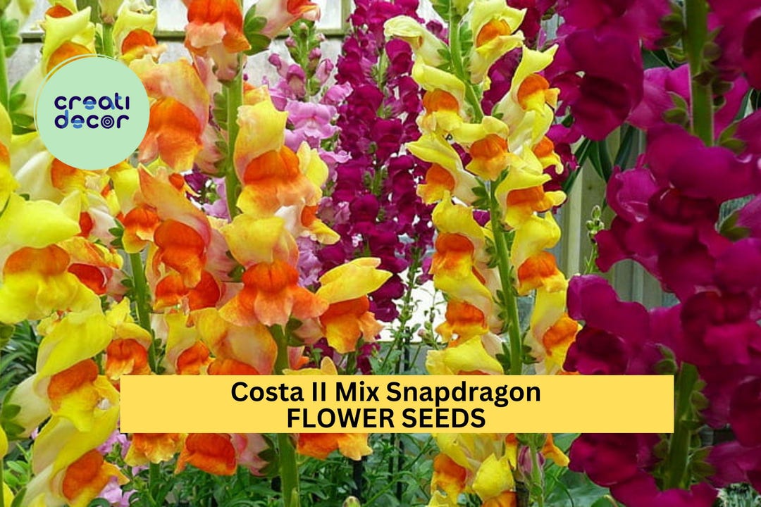 1000+ Costa II Mix Snapdragon Seeds – Tall Colorful Spikes for Garden ...