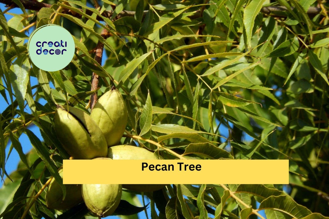Pecan Tree Live Plants | Set of 2 Bare Root Seedlings 18+ Inches Tall ...
