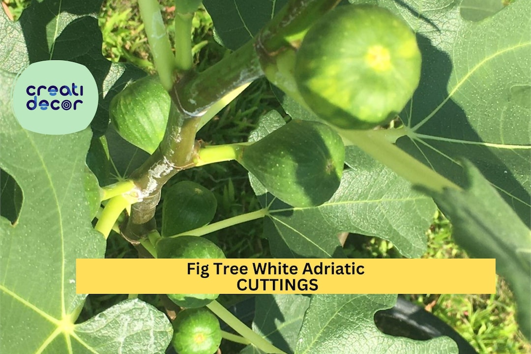 3 White Adriatic Fig Tree Cuttings – Ficus Carica for Planting | Sweet ...