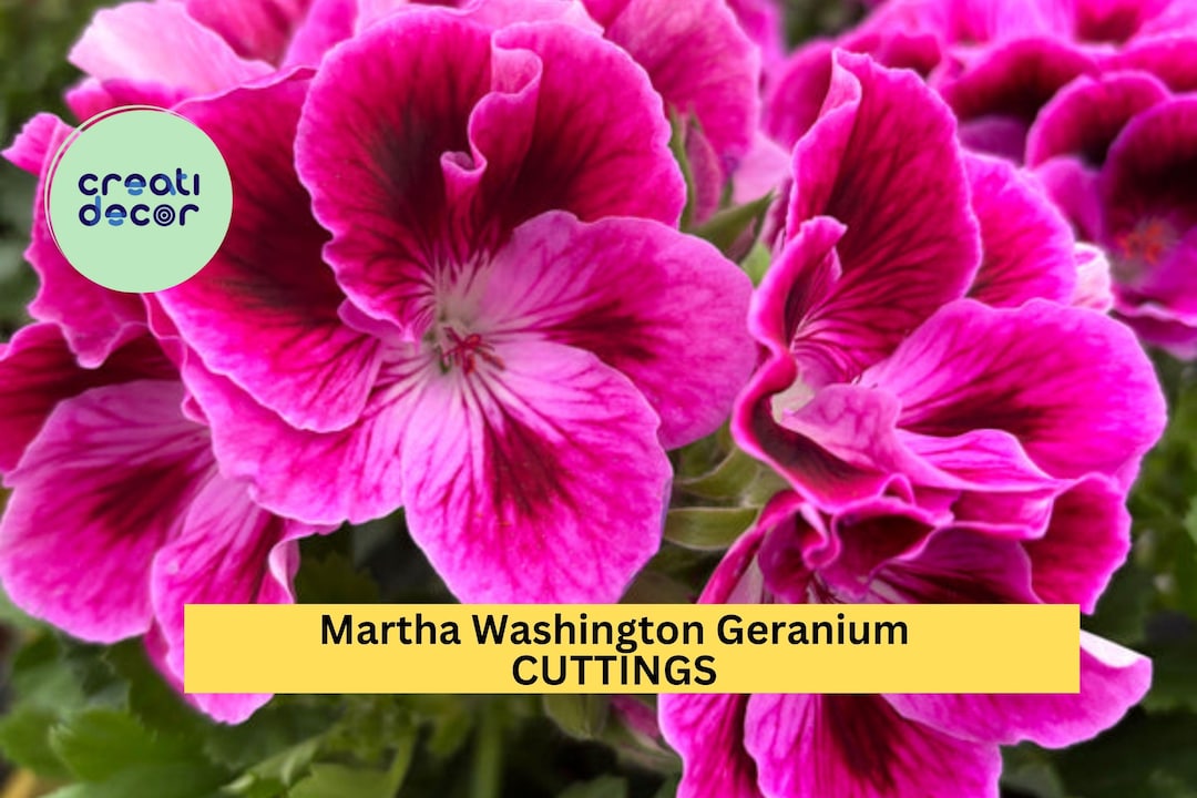 Martha Washington Geranium Cuttings | 6 Fresh Pelargonium Cuttings ...