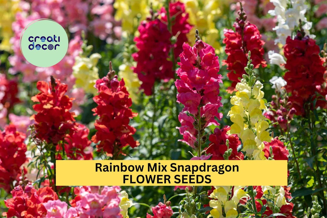 1000+ Rainbow Mix Snapdragon Seeds – Colorful Bloom Spikes for Garden ...