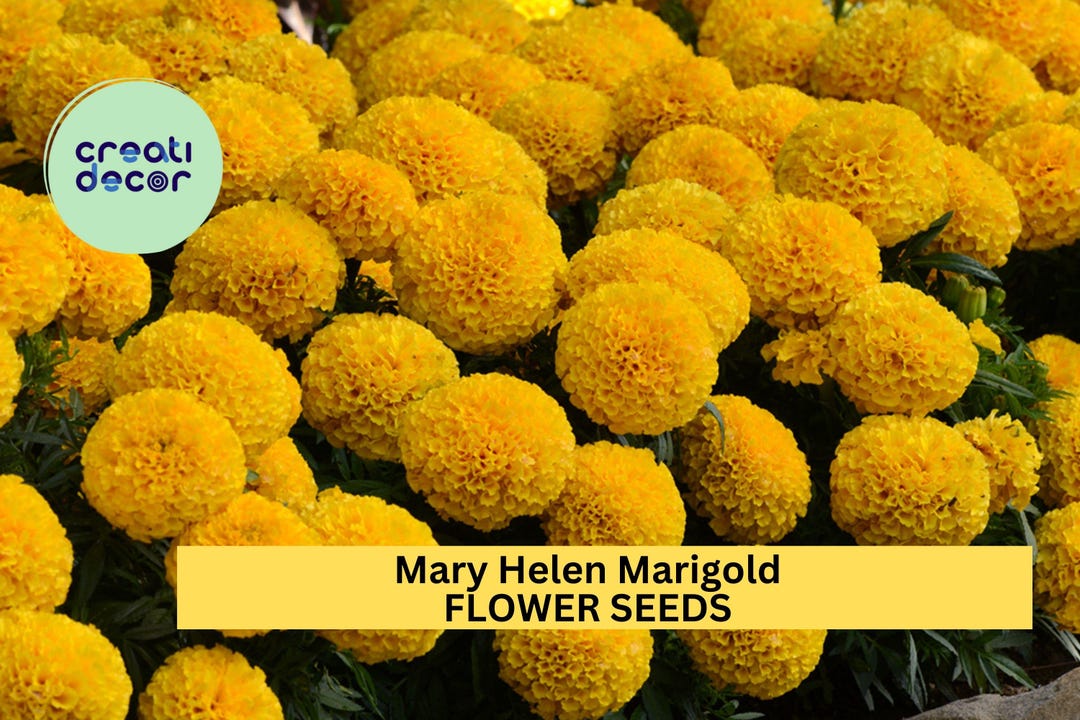 25+ Mary Helen Marigold Seeds – Golden-yellow Double Blooms for Garden ...