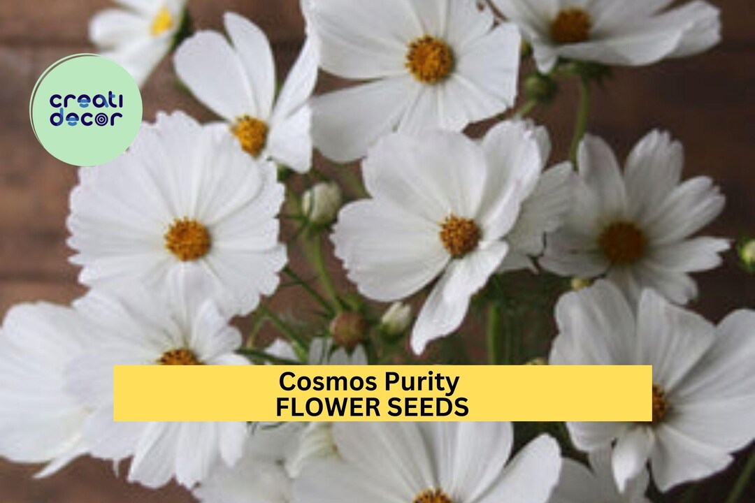 3pcs of 1g Cosmos Purity Seeds – White Cosmos for Cottage Gardens ...