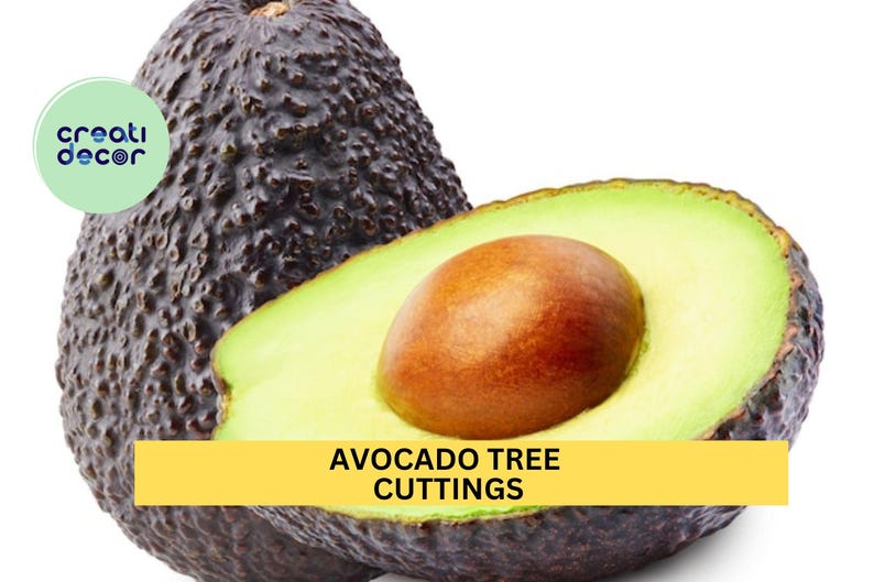 Avocado Tree Cuttings – Set of 3 for Grafting or Rooting | Fresh Persea ...