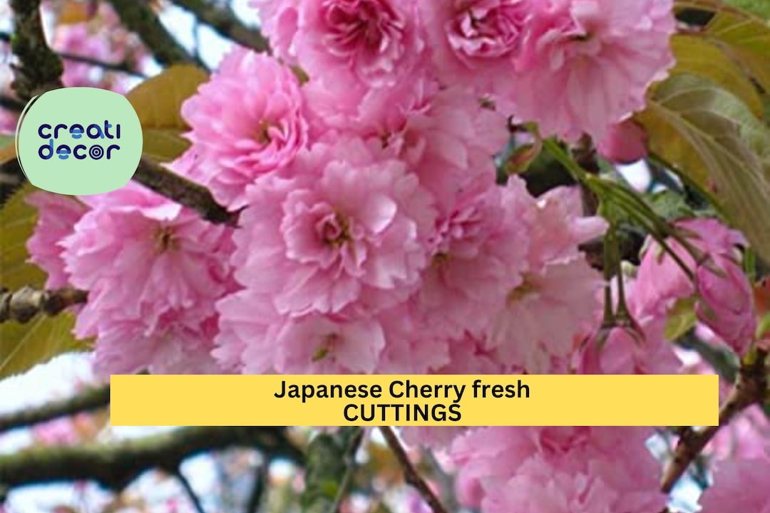 10 Japanese Cherry Cuttings | Fresh Unrooted Stems for Propagation ...