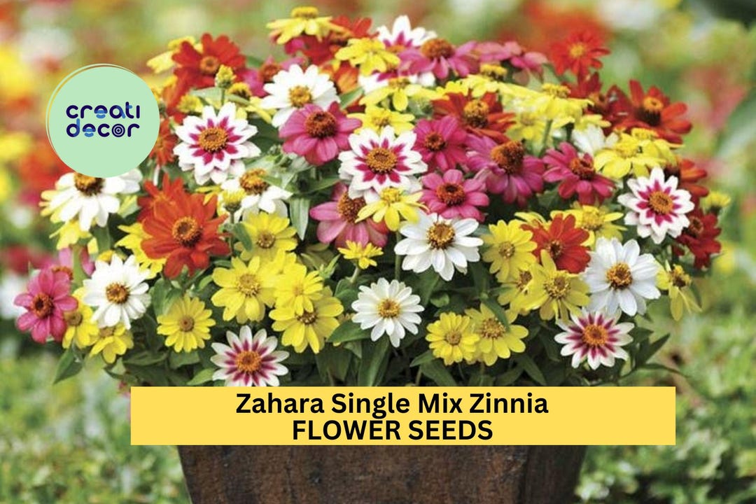 100+ Zahara Single Mix Zinnia Seeds – Bright Single Blooms for Garden ...