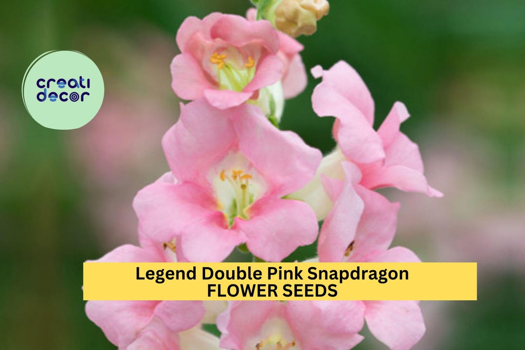 1000+ Legend Double Pink Snapdragon Seeds – Tall, Ruffled Pink Blooms ...