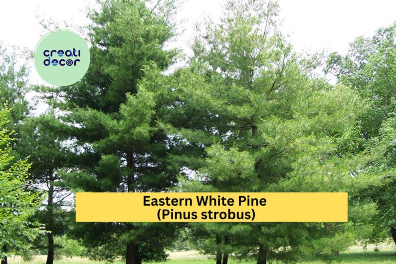 Eastern White Pine Tree Seedlings | Set of 10 Bare Root Plants | 6–16 ...