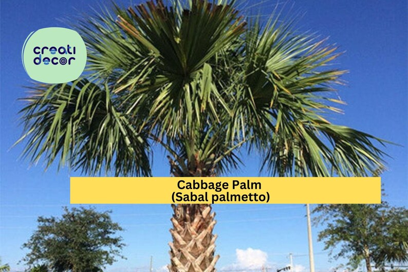 Cabbage Palm Seeds (sabal Palmetto) – 5 Hardy Palmetto Seeds | Cold ...