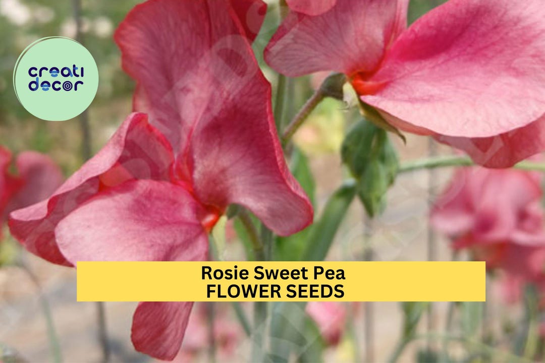 50+ Rosie Sweet Pea Seeds – Classic Rose-pink Fragrant Blooms for ...