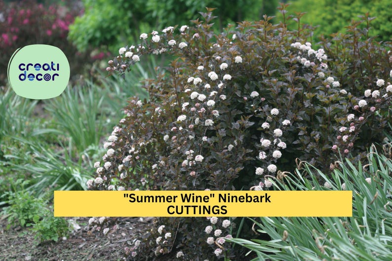 5 Summer Wine Ninebark Cuttings | Physocarpus Opulifolius 8" Unrooted ...