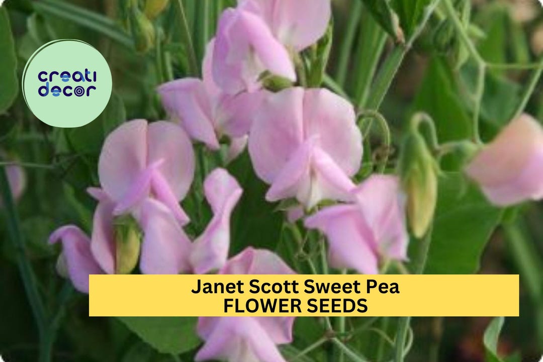 50+ Janet Scott Sweet Pea Seeds – Fragrant Rose-pink Blooms for Garden ...