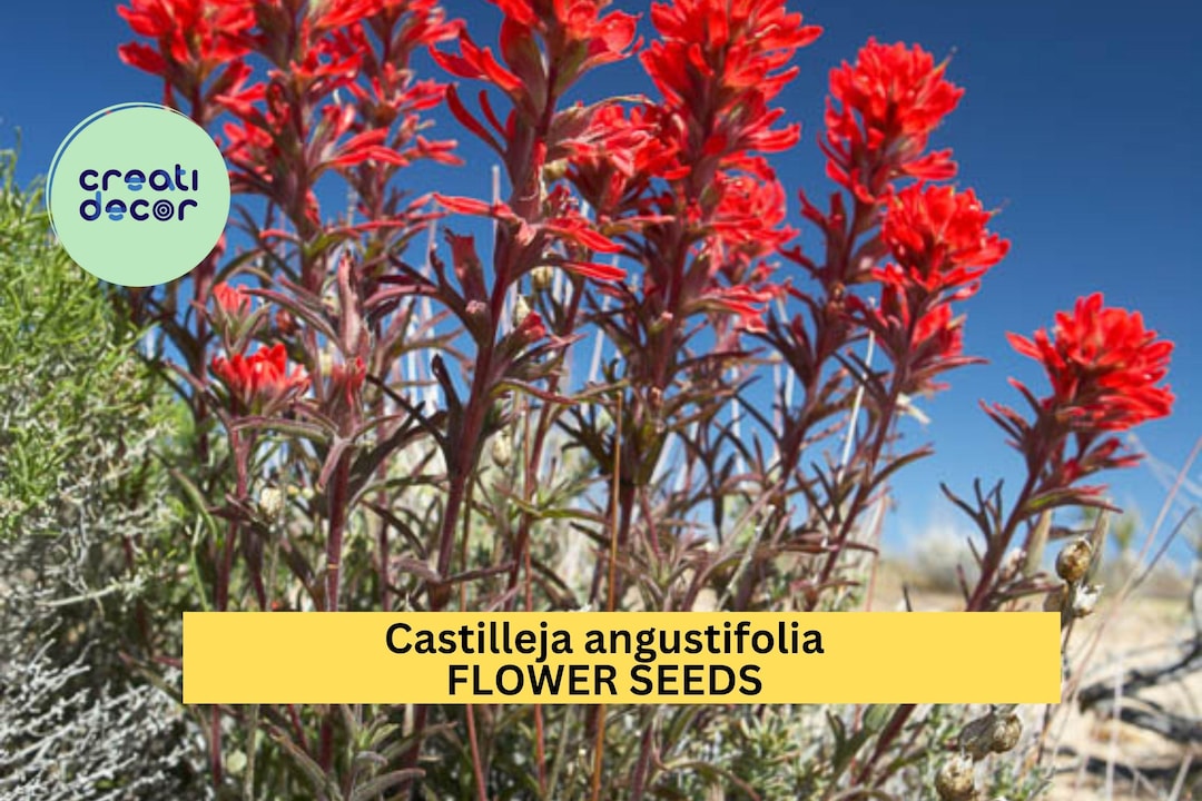 Northwestern Indian Paintbrush Seeds (castilleja Angustifolia V. Dubia ...