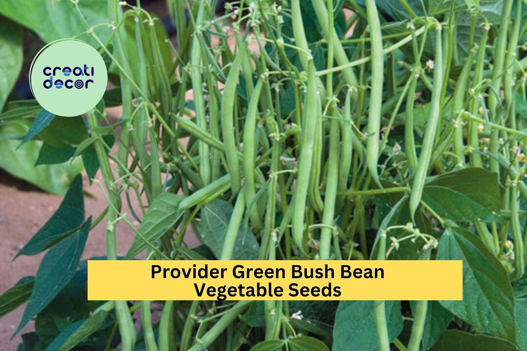 3pcs X 5g Provider Bush Bean Seeds – Reliable Green Beans for Garden ...