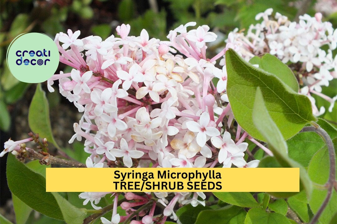 Syringa Microphylla Seeds – Littleleaf Lilac Shrub – Fragrant Pink ...