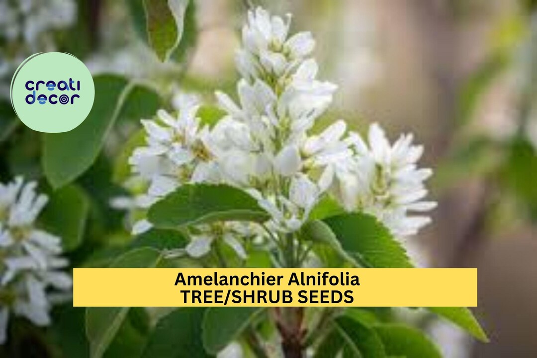 Amelanchier Alnifolia Seeds – Saskatoon Shrub Tree – Ornamental ...