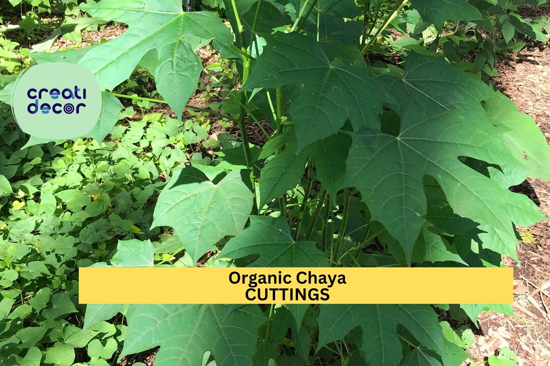 10 Organic Chaya Cuttings | Mexican Tree Spinach Starter | Cnidoscolus ...