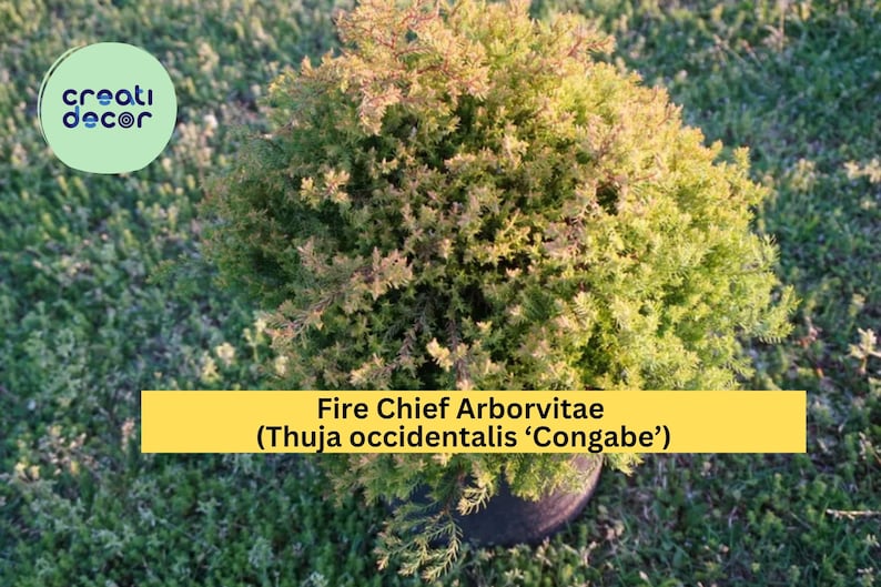 Fire Chief Arborvitae Plant | Thuja Occidentalis ‘congabe’ Live ...