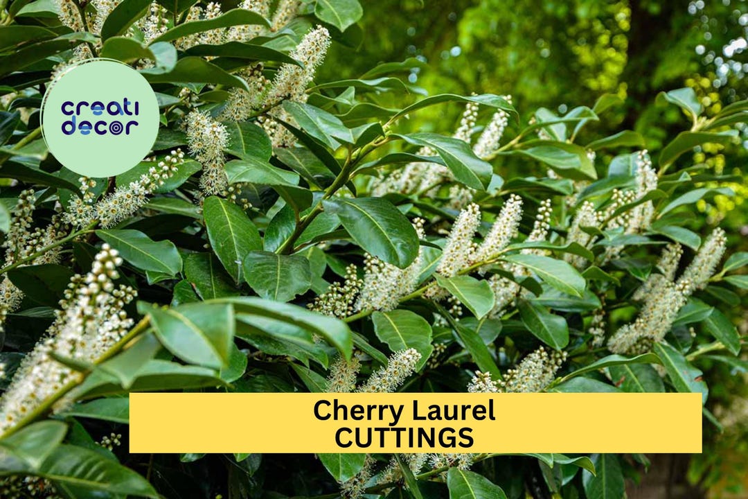 20 Cherry Laurel Cuttings | Prunus Laurocerasus 6-8" Fresh Starter Wood ...