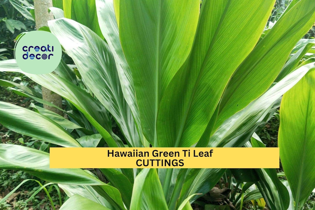 3 Green Ti Leaf Cuttings | Hawaiian Cordyline Fruticosa 6" Starter Logs ...
