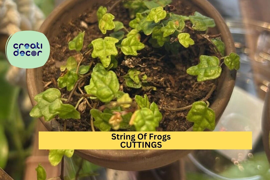1 String of Frogs Cutting in Propagation Cup | Ficus Pumila Quercifolia ...