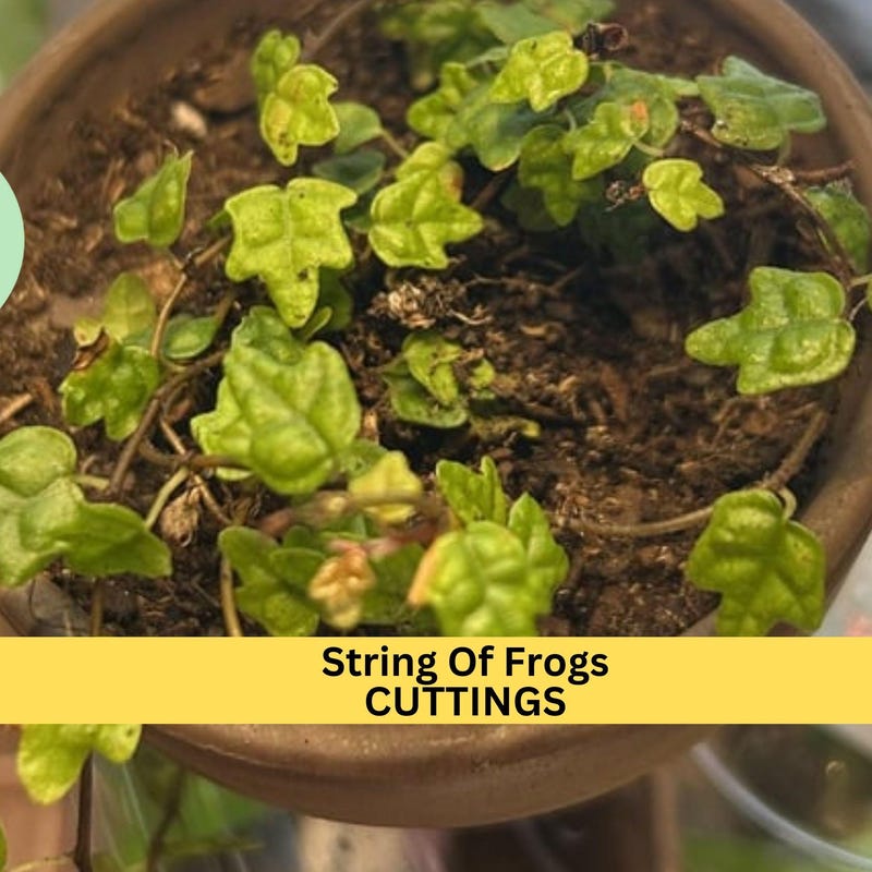 String of Frogs - Etsy