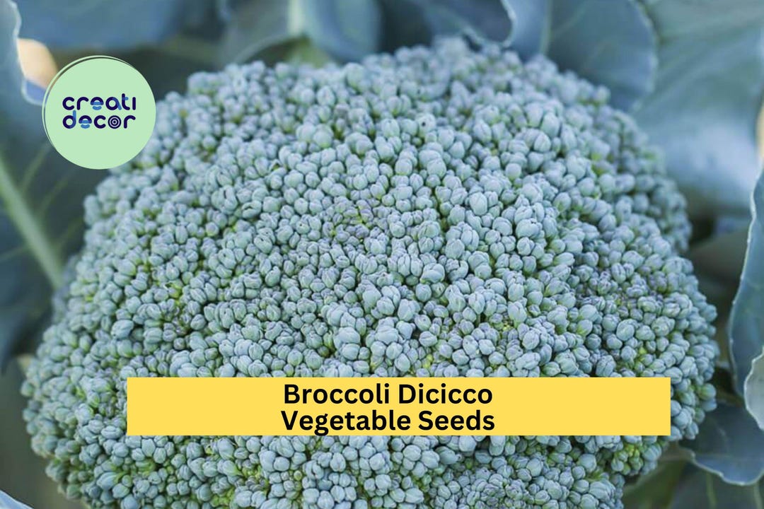 Broccoli Di Cicco Seeds – 1g for Planting, Heirloom Variety, Early ...