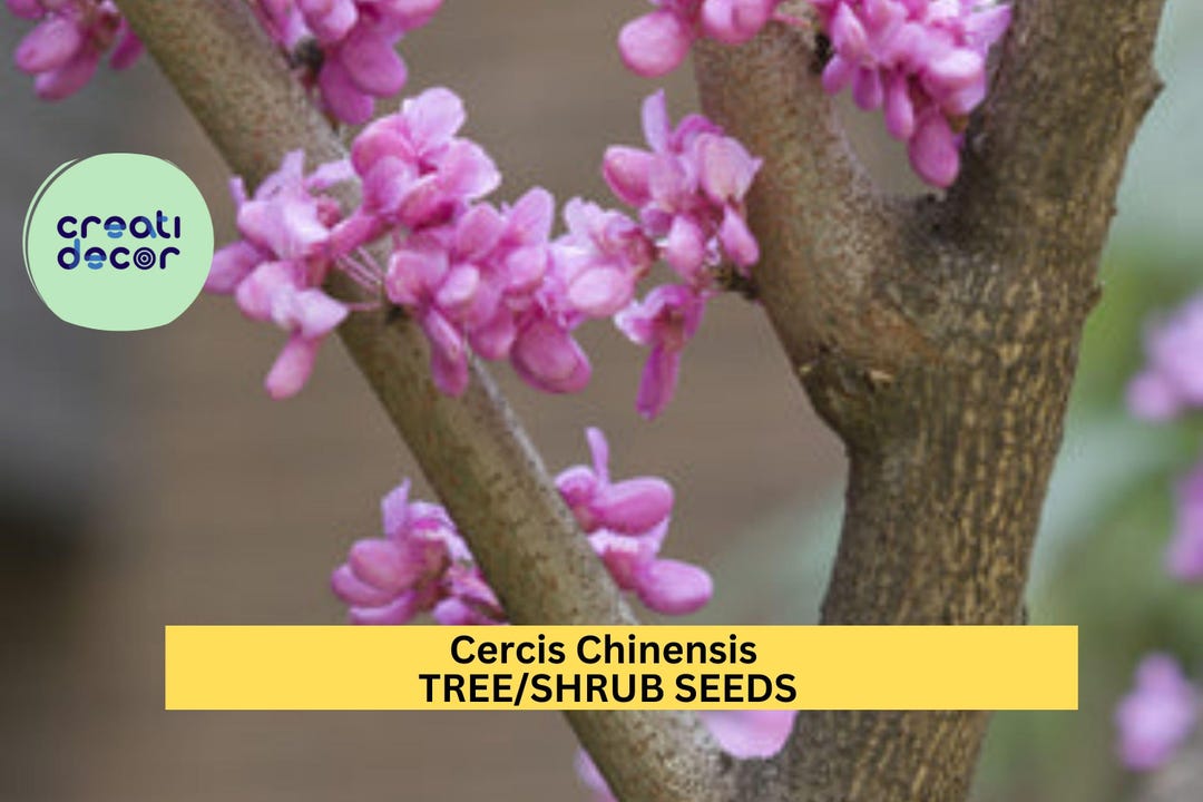 Chinese Redbud Tree Seeds – Cercis Chinensis – 10 Seeds for Planting ...