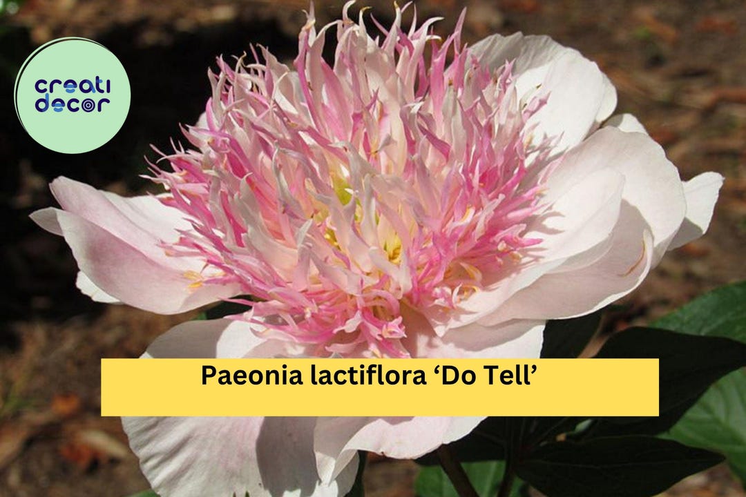 Do Tell Peony – Paeonia Lactiflora ‘do Tell’ – 3/5 Eye Bare Root ...