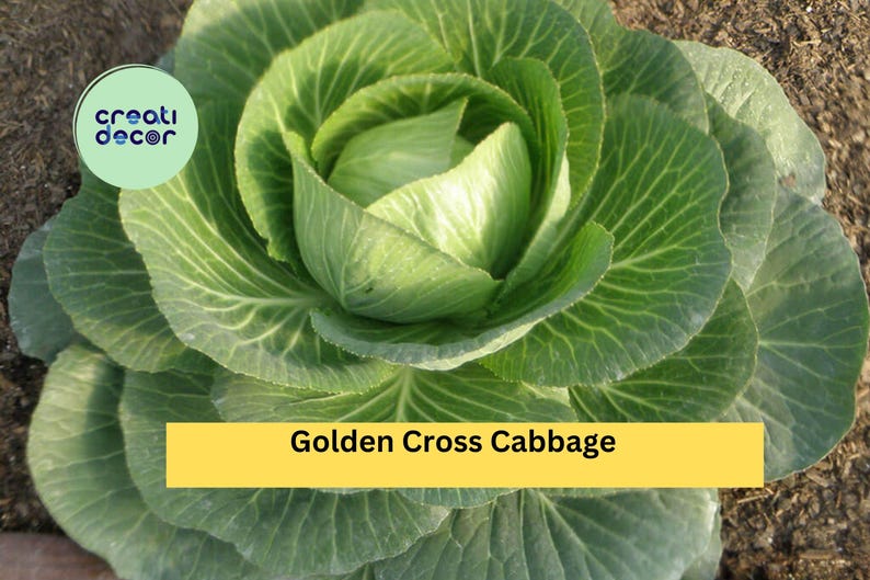 Golden Cross Cabbage Plants | Set of 4 Live 6-inch Starters | Brassica ...