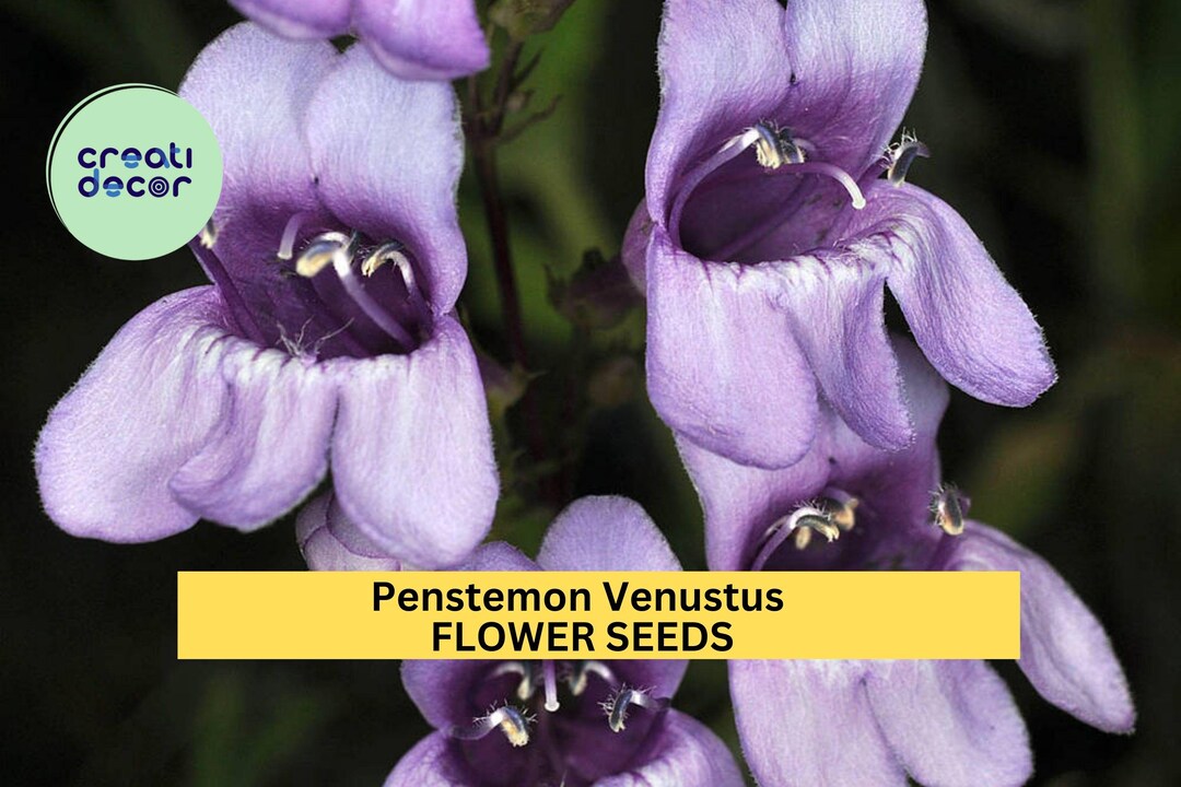 3pcs of 100mg Penstemon Venustus Seeds – Venus Penstemon for Pollinator ...