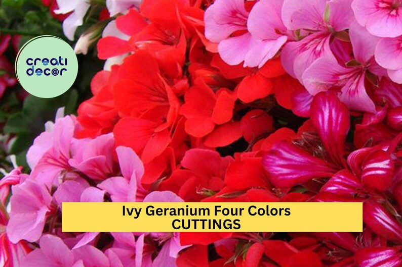 Ivy Geranium 12 Cuttings – 4 Color Mix for Rooting | Trailing ...