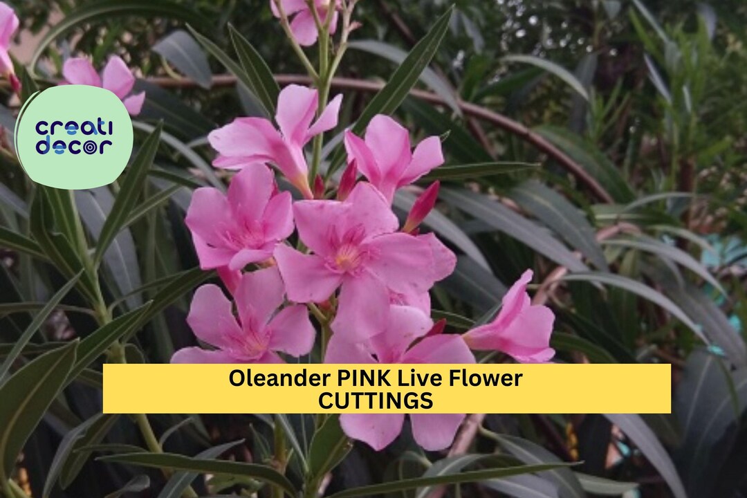7 Pink Oleander Cuttings | Nerium Oleander Starter Stems | 7" Live ...