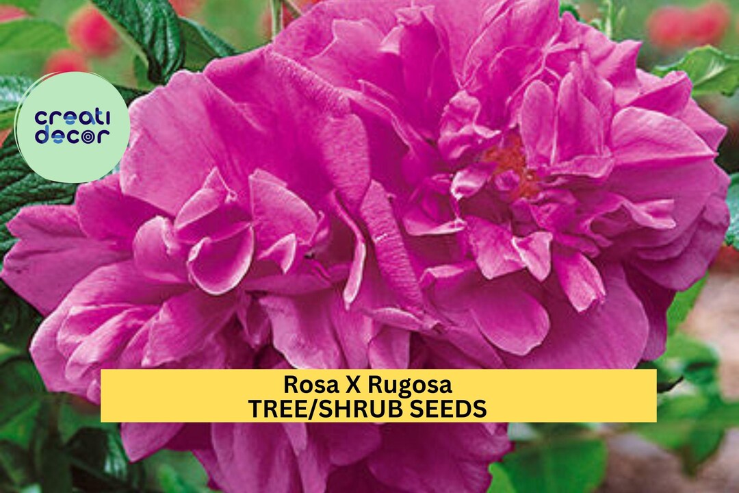 Rosa X Rugosa Seeds – Rugosa Rose Shrub – Hardy Fragrant Rose With Pink ...