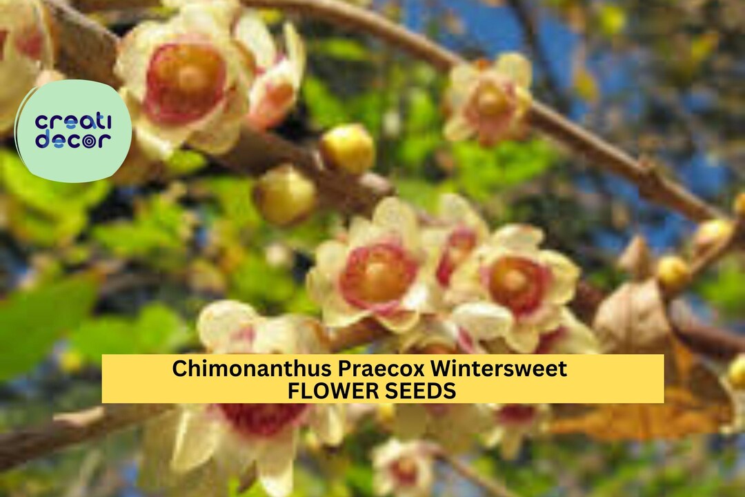 Wintersweet Tree Seeds – Chimonanthus Praecox – 10 Seeds for Planting ...