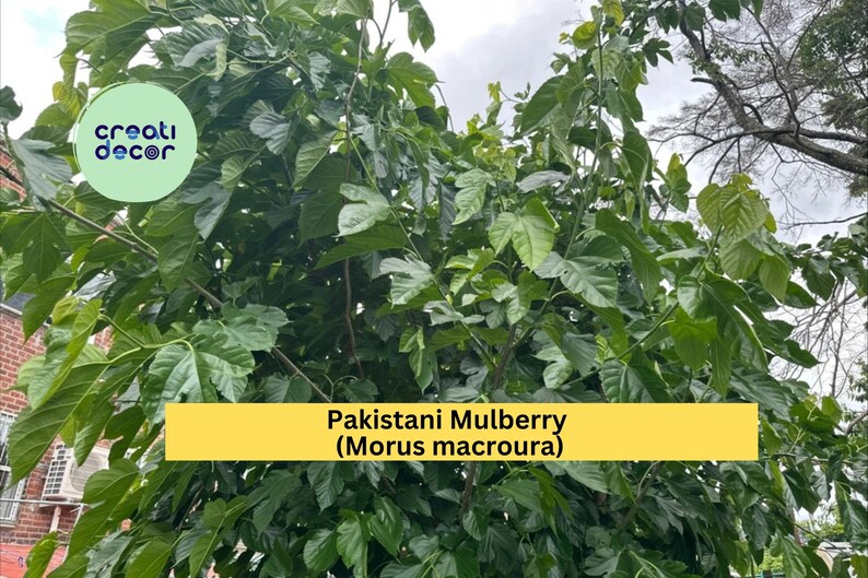 Pakistani Mulberry Tree | Live Rooted Cutting | Morus Macroura Fruit ...